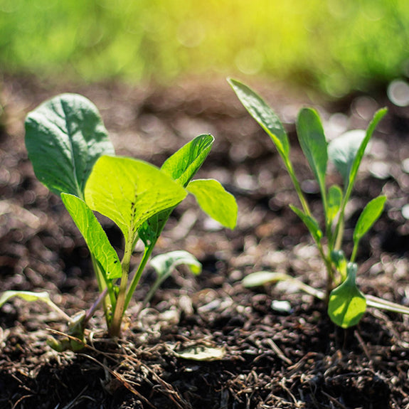 Salem Soil Solutions