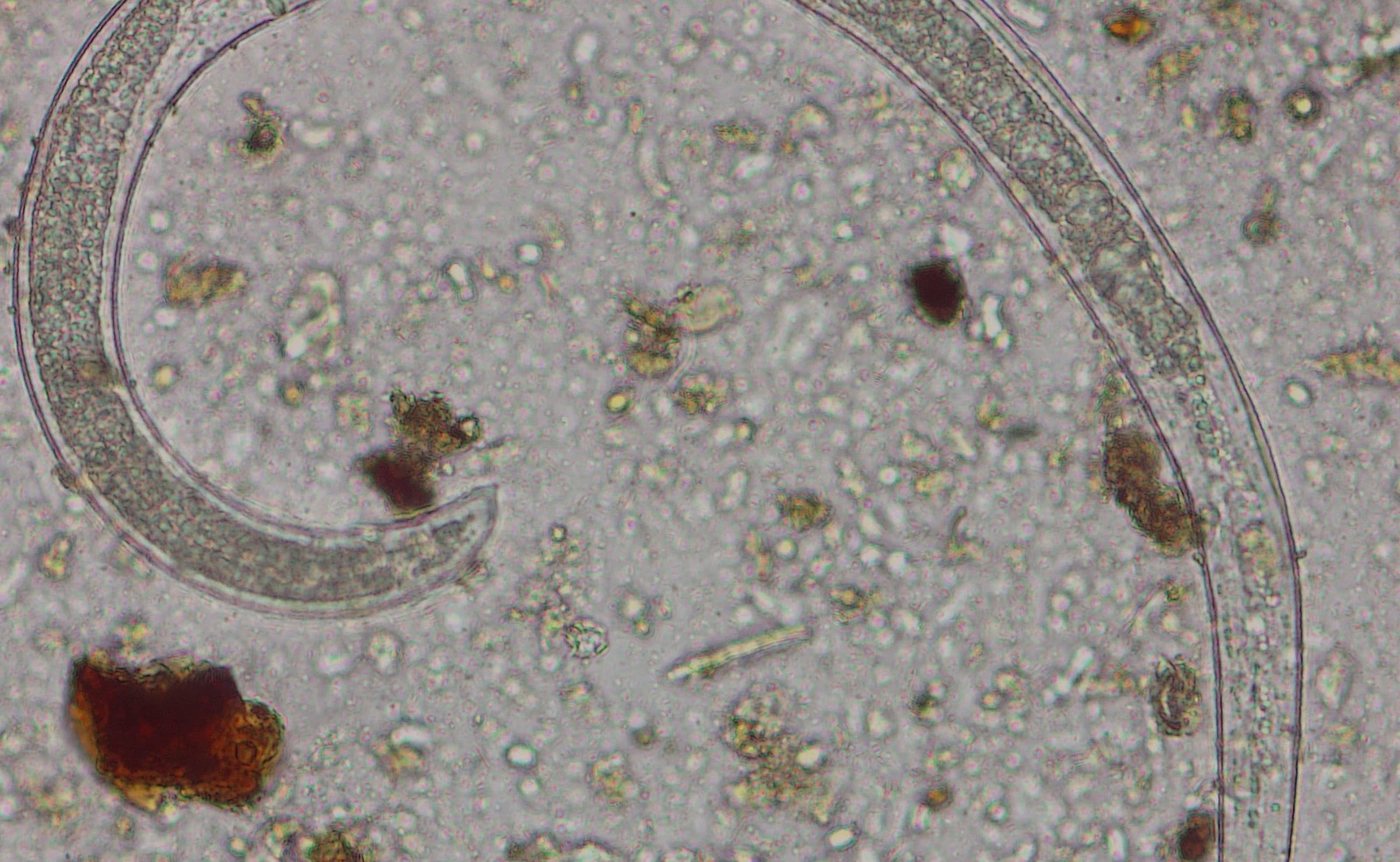 Salem Soil Solutions